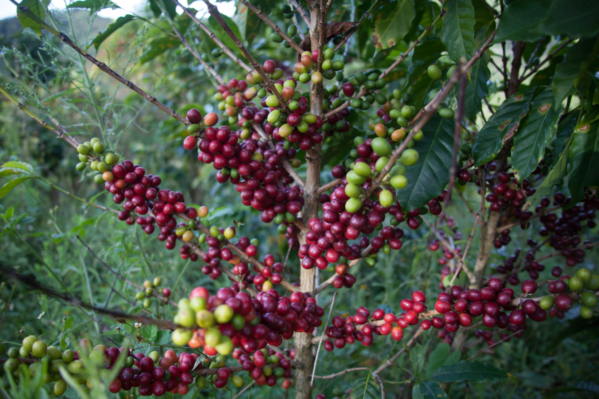 Coffee in Colombia: The Good, the Bad and the Ugly - WE THE ORIGIN